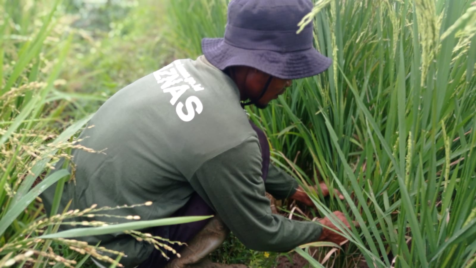 FARMER GROUPS ASSISTED BY BAZNAS DO ORGANIC RICE WEEDING